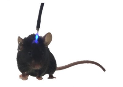 Resources | BEELER LAB